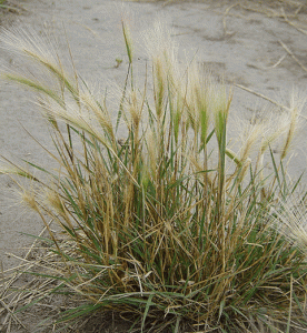 The Dangers of Foxtails: Protecting Your Dog from a Common Summer Thre ...